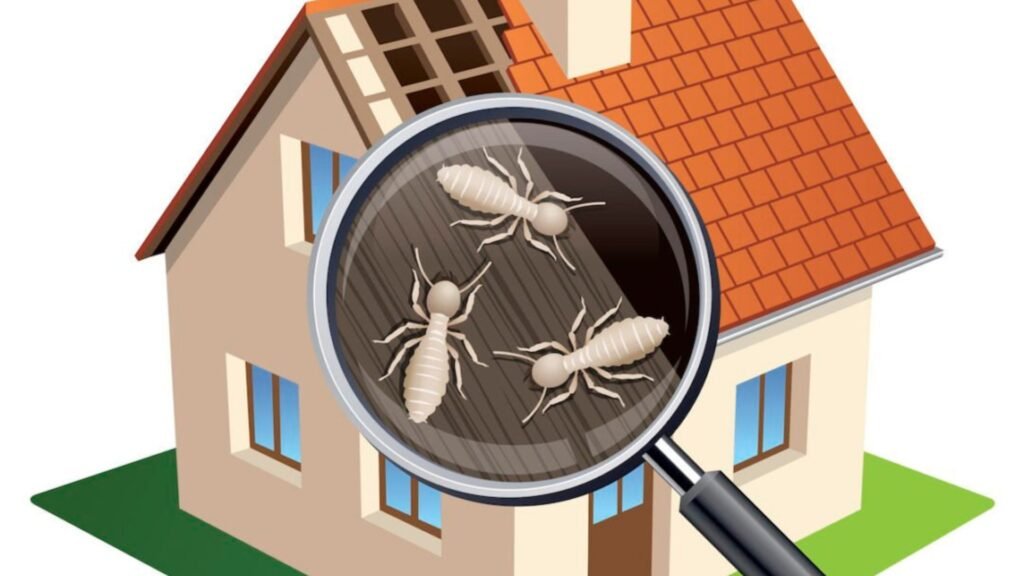 Importance Of Termite Inspection For Homeowners