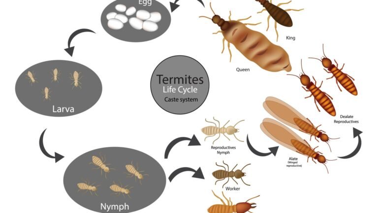 Understanding Termite Life Cycles and Behavior